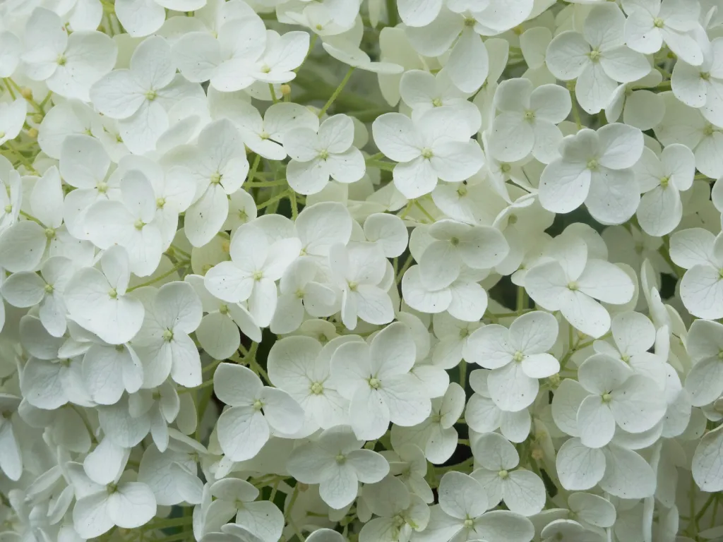 Hydrangea macrophylla Madame Emile Mouillere Pot C7.5Litres ...