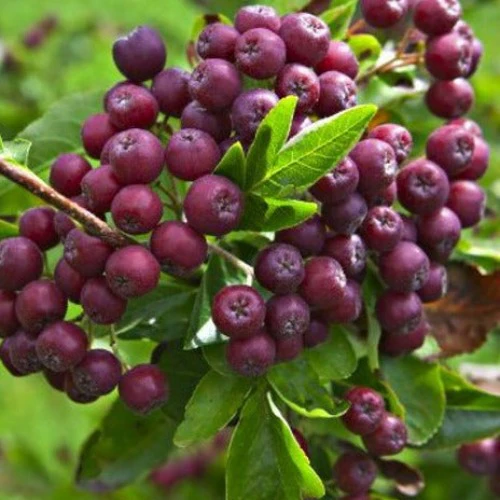 Sorbus Burka 100 125 cm Buisson Pot - Sorbier comestible **RARE ...