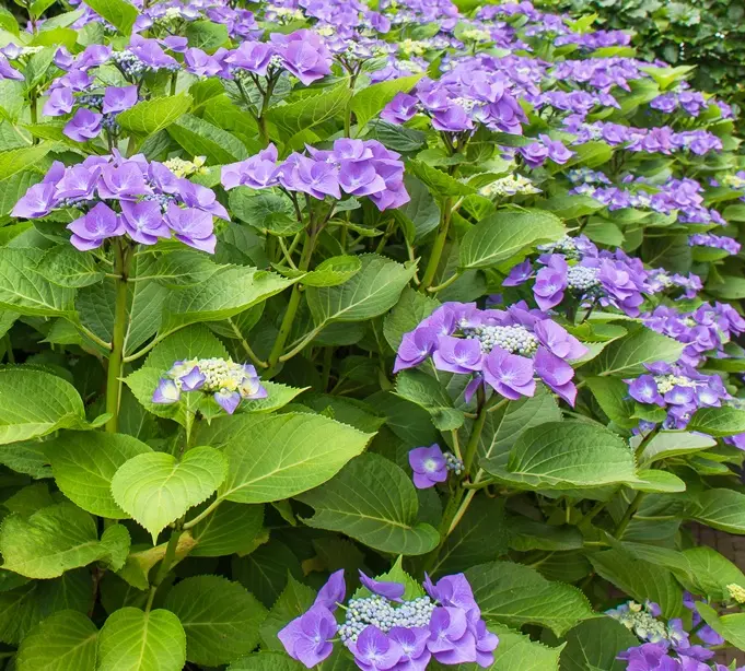 Hydrangea macrophylla Teller Blue=Blaumeise Pot C10Litres ** Hortensia ...