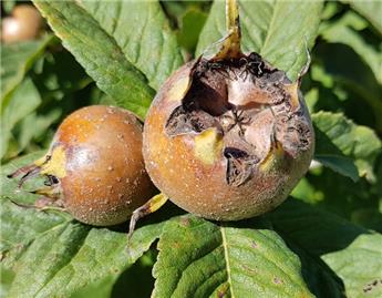 Néflier Mespilus germanica Westerveld Demi Tige Pot - Néflier à gros ...