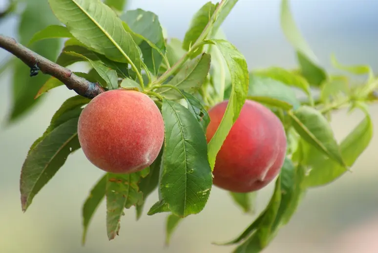 Pêcher Pêche de vigne Blanche Buisson Pot C7.5 ** Fort prêt à produire ...