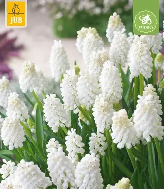Muscari Aucheri White Magic 7/8 * 15 PC | Central Jardin