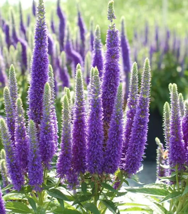 Veronica spicata Royal Candles Pot P13 cm | Central Jardin